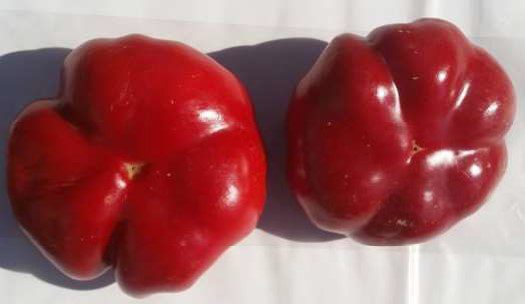 Speci Gogozhare - AgroNews.Al