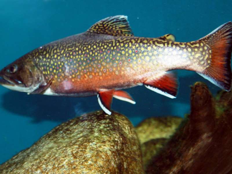 Trofta e Ohrit perballet me zhdukjen - AgroNews.Al