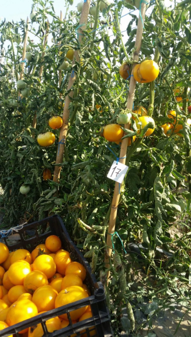 Domatja e verdhe e Korçes - AgroNews.Al