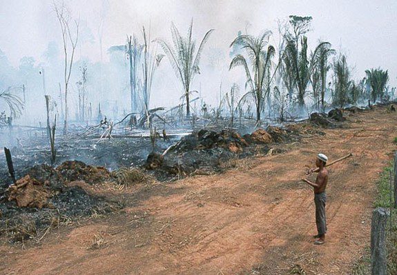 SHBA – 500 milione dollare per pyjet tropikale te Amazones - AgroNews.Al