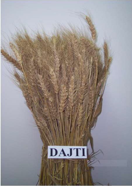 Kultivari i grurit “Dajti” - AgroNews.Al