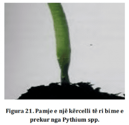 Kalbezimi i qafes se rrenjes tek bimet - AgroNews.Al