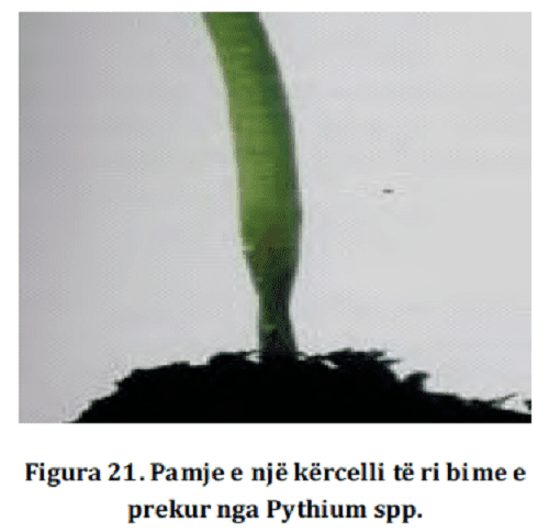 Kalbezimi i qafes se rrenjes tek bimet - AgroNews.Al