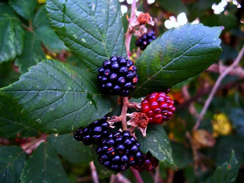 Si te perdorni gjethet e manaferres per zemer dhe kocka te forta ...