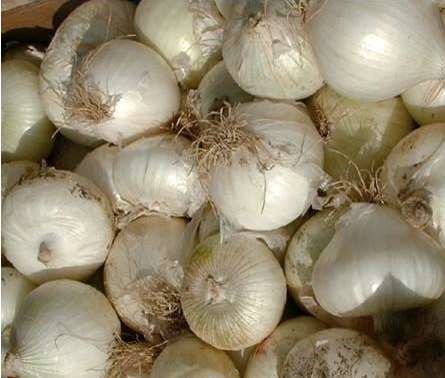 Qepa e bardhe e Sukthit - AgroNews.Al