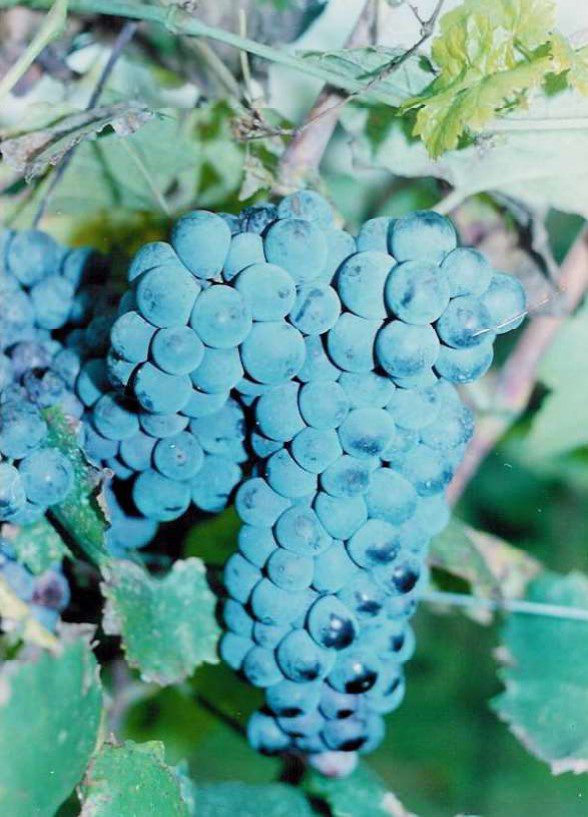 Shesh i zi, rrushi autokton shqiptar - AgroNews.Al