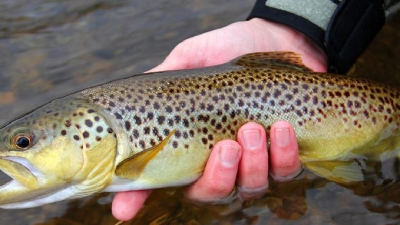 Trofta e Ohrit perballet me zhdukjen - AgroNews.Al