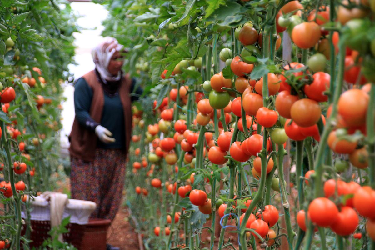 FAO/ Prodhimi bujqesor ne Shqipëri ka kosto 38% me te larta se ...