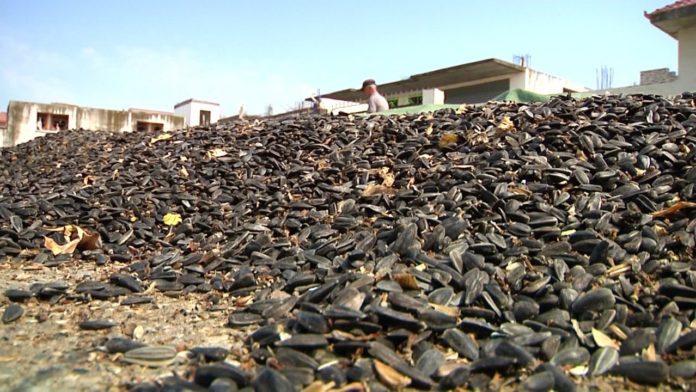 Luledielli ne Terbuf, prodhohen mbi 1000 ton por asnje kg per industri ...