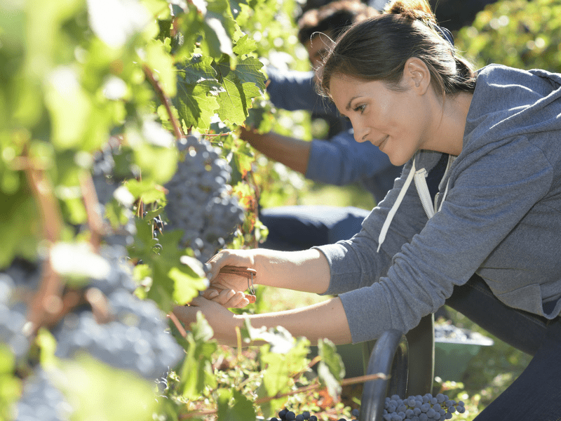 Teknikat per vjeljen e rrushit per vere dhe per tavoline - AgroNews.Al