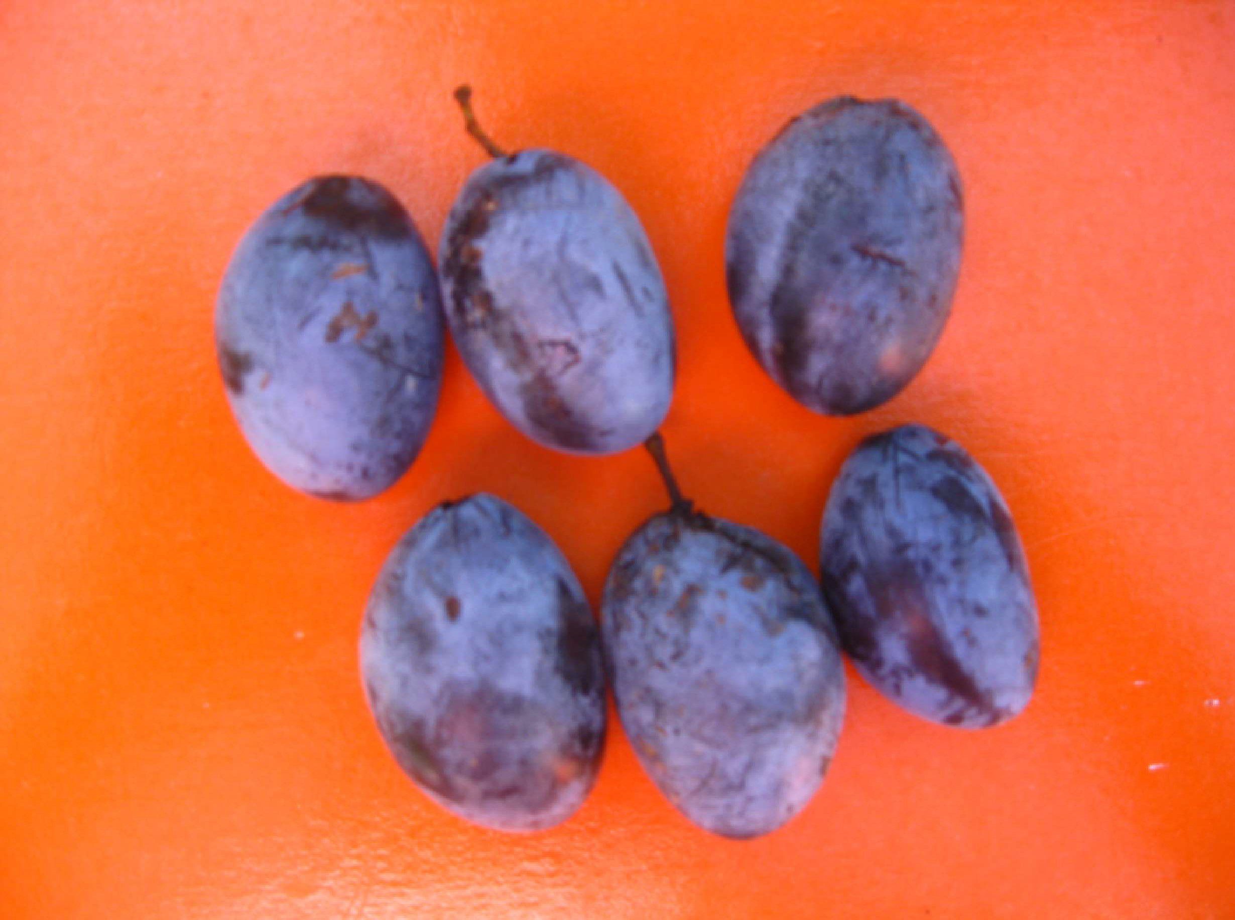 Kumbulla Tropojane - AgroNews.Al