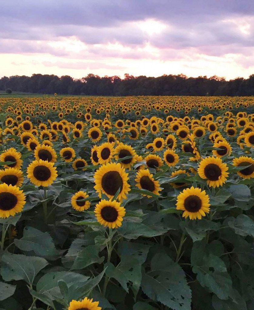 Luledielli ne Terbuf, prodhohen mbi 1000 ton por asnje kg per industri ...