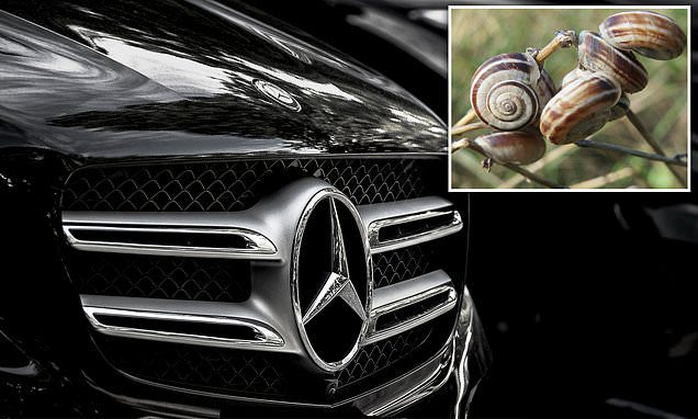Kermilli ‘Heath’ bllokon 900 Mercedes te hyjne ne Australi - AgroNews.Al