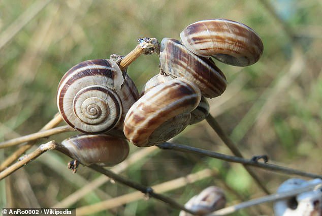 Kermilli ‘Heath’ bllokon 900 Mercedes te hyjne ne Australi - AgroNews.Al