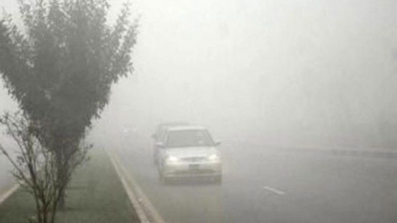 Disa fakte interesante rreth mjegulles! - AgroNews.Al