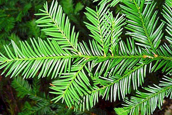 Ushqimi per bagetite: Gjethet halore jane te shkelqyera per rritjen e ...