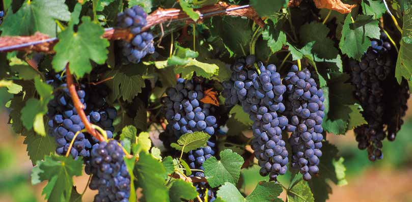 Vjelja e rrushit për verë, karakteristikat dhe proçeset për tu ...