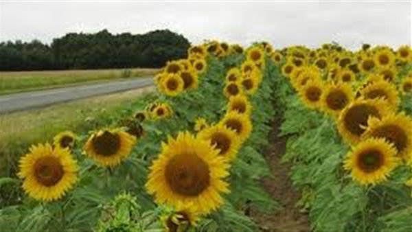 Kultivimi i Lulediellit - AgroNews.Al