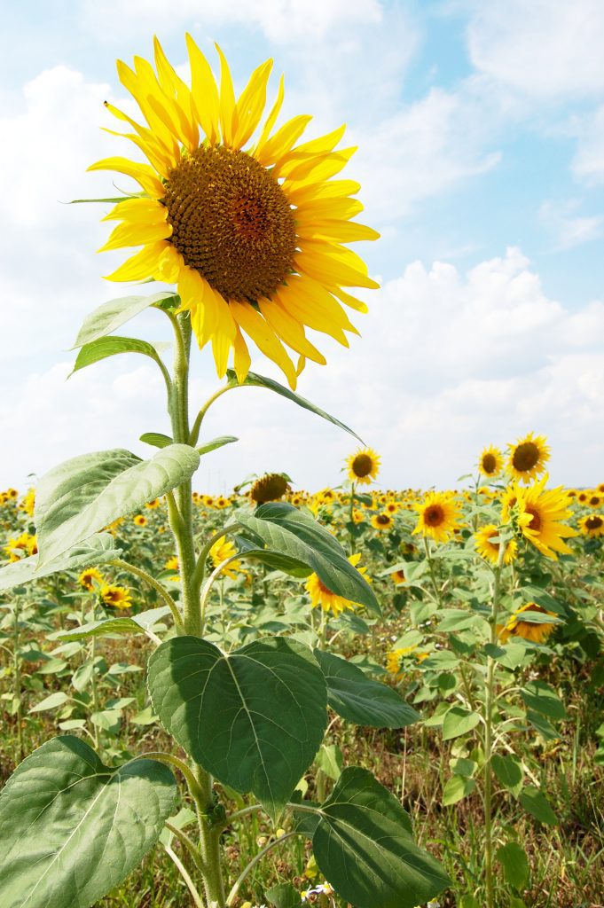 Kultivimi i Lulediellit - AgroNews.Al