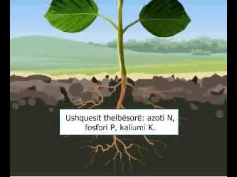 Roli fiziologjik i azotit - AgroNews.Al