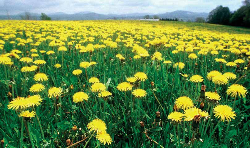 Kultivimi i luleshurdhes mjekesore - AgroNews.Al