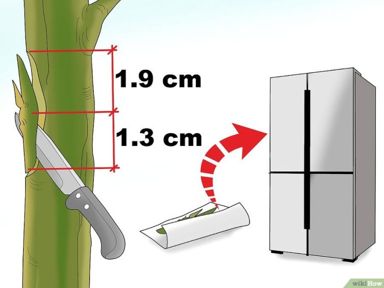 Shtimit te pemeve frutore me ane te shartimeve, Menyrat dhe teknikat ...