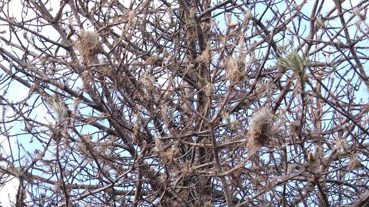 Semundja e Procesionares po shkaterron pyjet e pishave/ Ministri Klosi ...