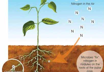 Plehrat minerale dhe problemi me fiksuesit e azotit ne toke - AgroNews.Al