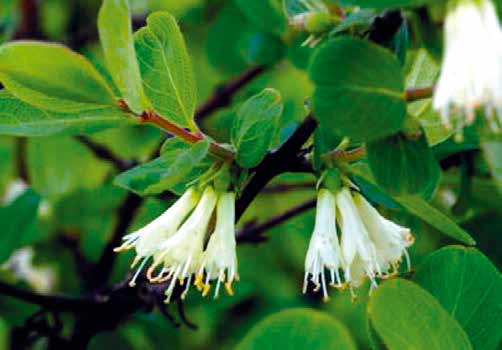 Kutlivimi i Mayberry (Lonicera caerulea) - Boronica Siberiane - AgroNews.Al
