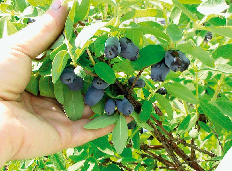 Kutlivimi i Mayberry (Lonicera caerulea) - Boronica Siberiane - AgroNews.Al