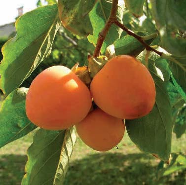 Hurma diospyrus kaki - Menyra e kultivimit - AgroNews.Al