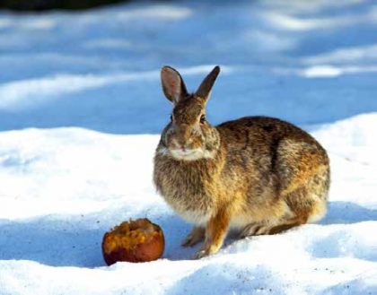 Aroma e keqe i largon lepujt nga pemet - AgroNews.Al