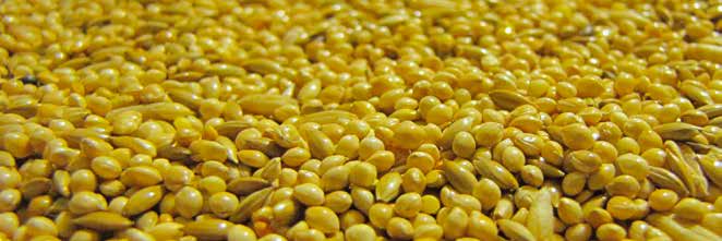 Kultivimi i Melit - AgroNews.Al