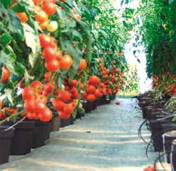 Prodhimi i perimeve ne toka artificiale! - AgroNews.Al