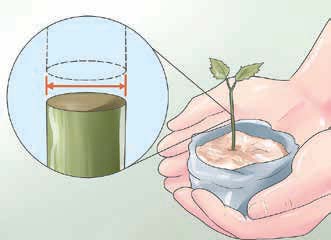 Shartimi i kastravecit - AgroNews.Al