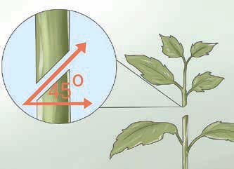 Shartimi i kastravecit - AgroNews.Al