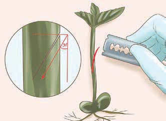 Shartimi i kastravecit - AgroNews.Al