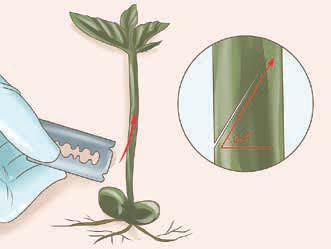 Shartimi i kastravecit - AgroNews.Al