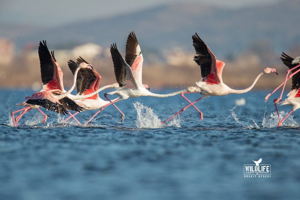 3 Marsi – Dita Boterore e Jetes se Eger - AgroNews.Al