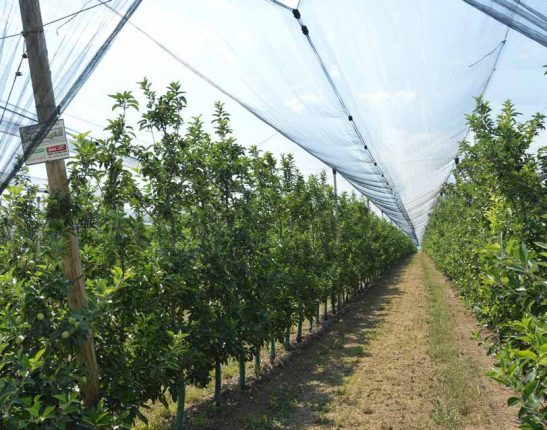 Mbrojtja e bimeve nga bresheri me rrjeta - AgroNews.Al