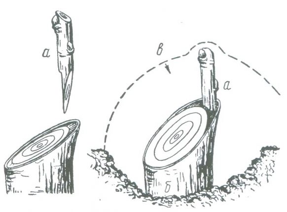 Shtimit te pemeve frutore me ane te shartimeve, Menyrat dhe teknikat ...