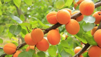 Kultivimi i Kajsise - AgroNews.Al