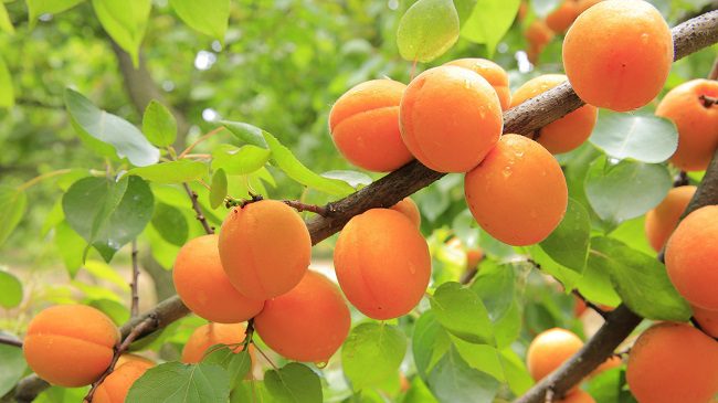Kultivimi i Kajsise - AgroNews.Al