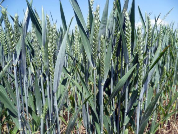 Kultivimi i grurit - Keshillat e specialisteve per fermeret - AgroNews.Al