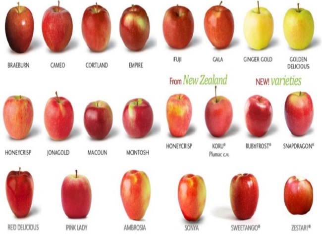 Kultivaret me te njohur te molles - AgroNews.Al