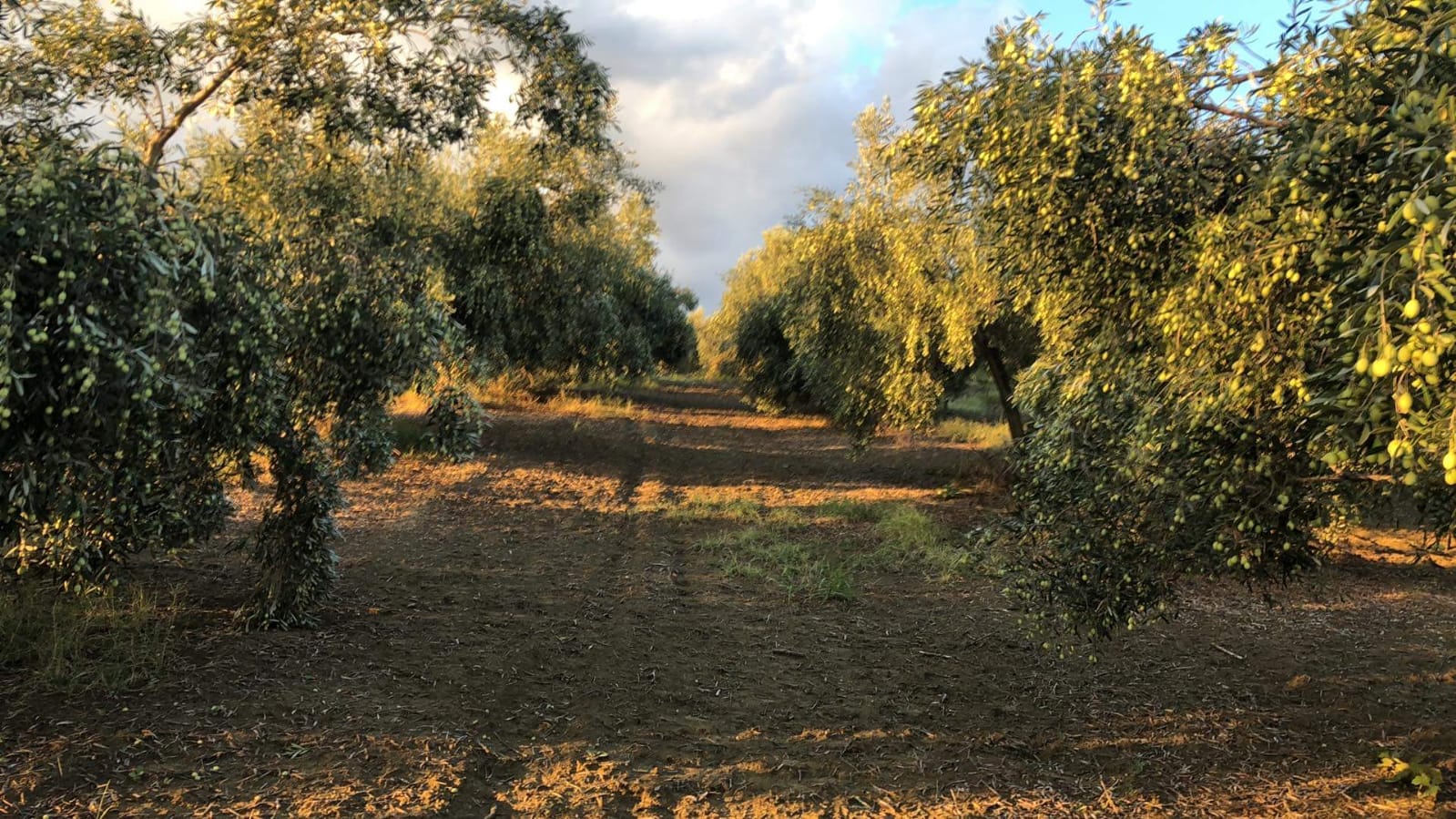 Ullinjte ne pritje te vjeljes, mungon fuqia punetore! 20,000 leke ...