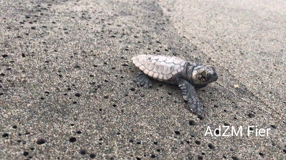 Breshkat Careta Careta "dashurohen" me Parkun Kombetar Divjake ...